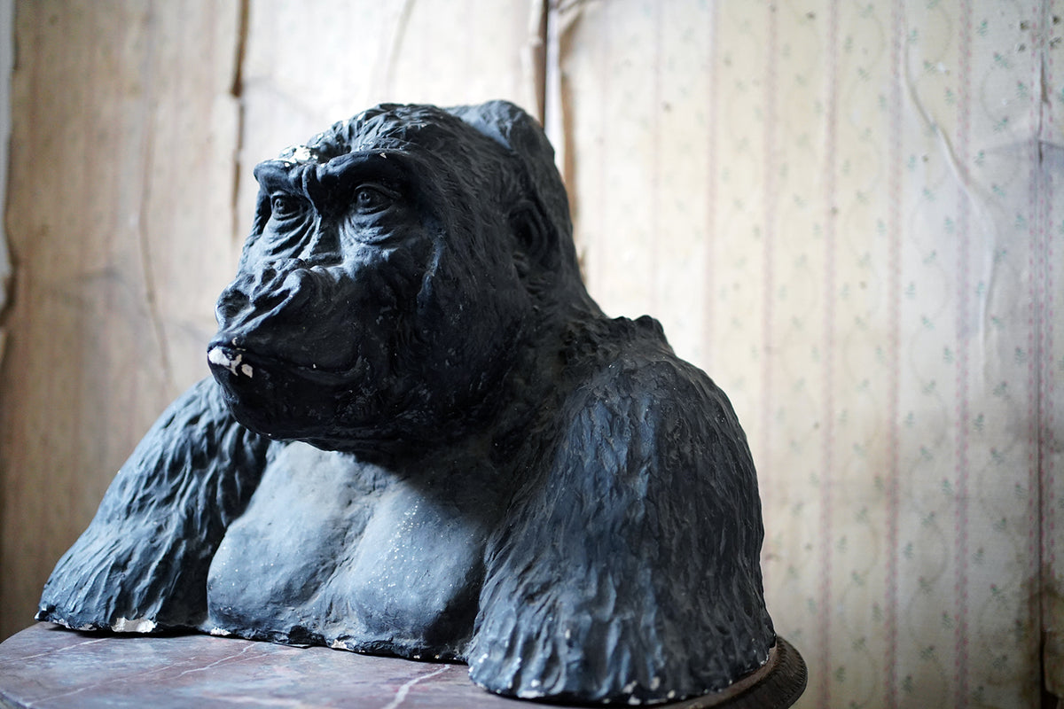 A Painted Plaster Bust of “Mok the Western Lowland Gorilla”; Frederick ...