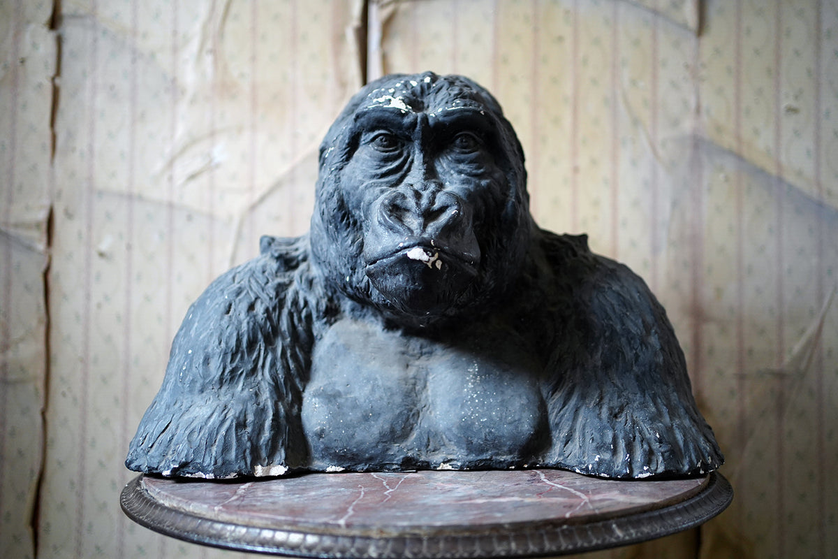A Painted Plaster Bust of “Mok the Western Lowland Gorilla”; Frederick ...