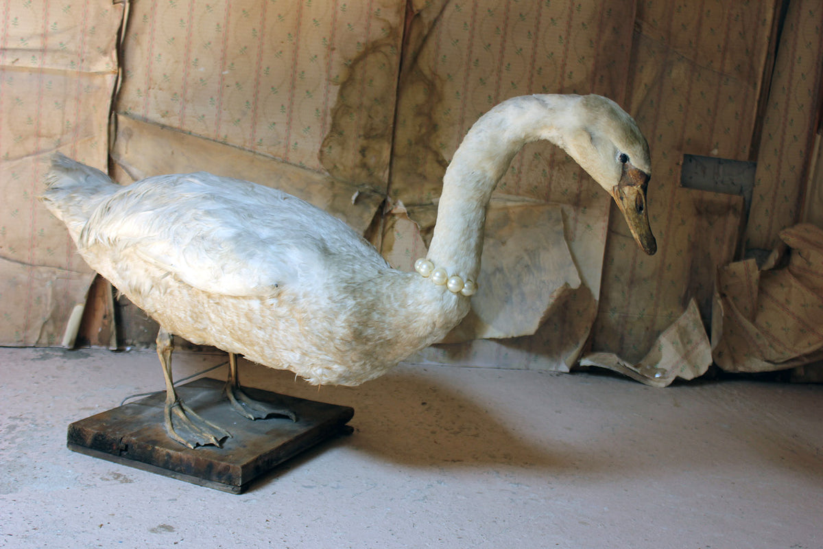 A Large Mature 19thC Taxidermy Mute Swan c.1900 – Doe & Hope