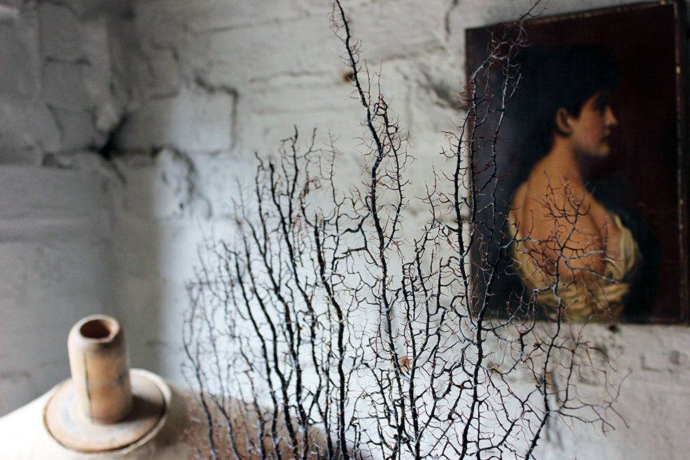 A Beautiful Early 20thC Specimen of Antipatharia Black Coral – Doe & Hope