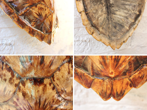 A Fine Early 20thC Antique Loggerhead Turtle Shell – Doe & Hope