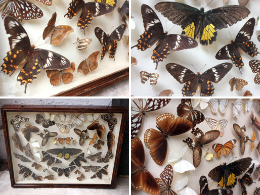 A Gorgeous c.1900 Mahogany Cased Lepidopterists’ Collection – Doe & Hope