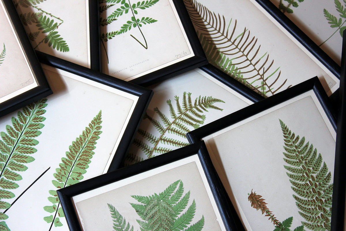 A Group of Twelve Framed Mid-19thC Woodblock Prints of Ferns c.1869 ...