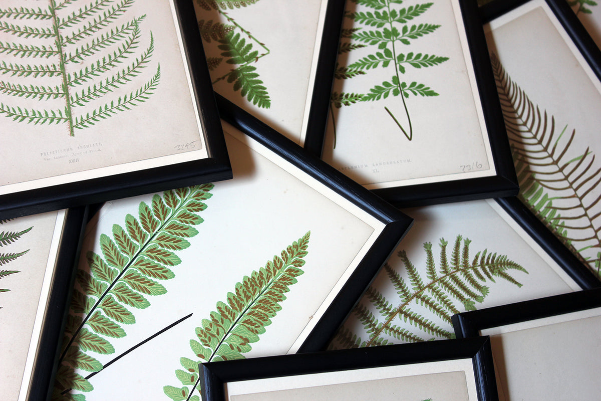 A Group of Twelve Framed Mid-19thC Woodblock Prints of Ferns c.1869 ...