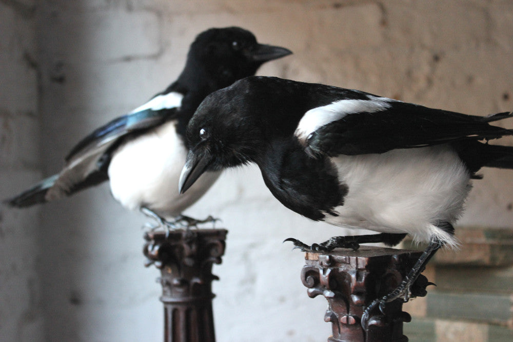 A Pair of 20thC Taxidermy Magpies Mounted on a Pair of 18thC Neo-Class ...