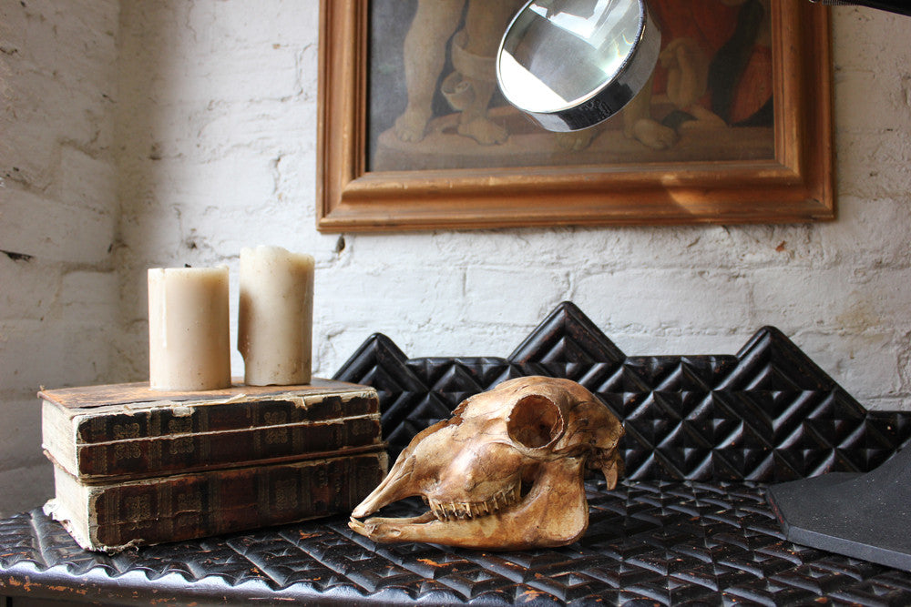 A Decorative Early 20thC Alpaca Skull – Doe & Hope