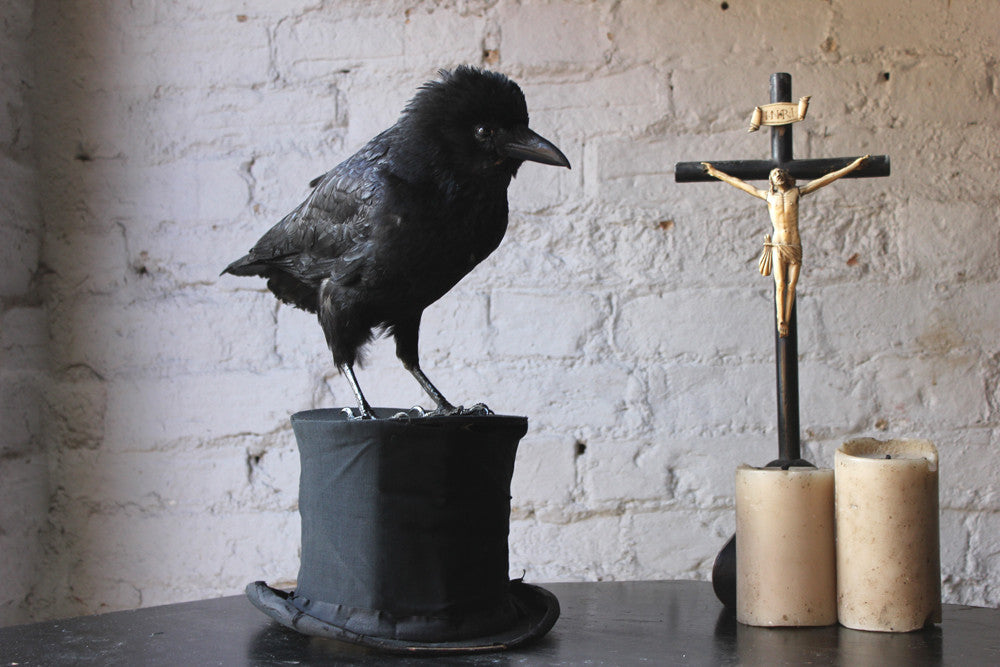 A Good Contemporary Taxidermy Crow Mounted on an Edwardian Period Top ...