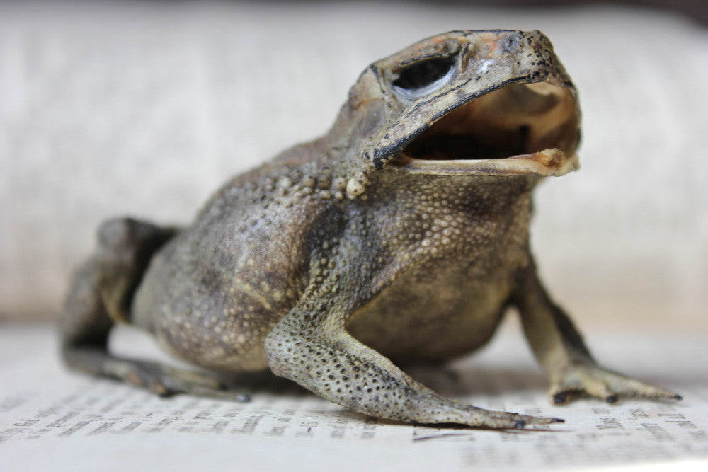 A Large Mid 20thC Taxidermy Adult Cane Toad – Doe & Hope