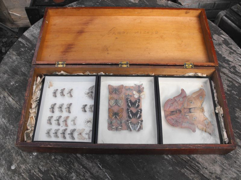 A Good Early 20thC Mahogany Housed Lepidopterist's Collection – Doe & Hope