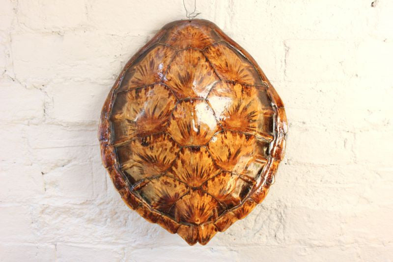 A Fine Early 20thC Antique Loggerhead Turtle Shell – Doe & Hope