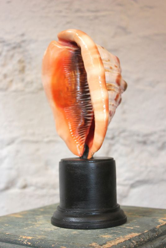An Early 20thC Mounted Natural History Specimen of a Conch Shell – Doe ...
