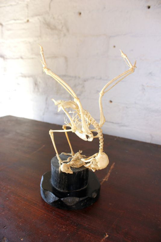 A Fascinating Natural History Articulated Anatomical Skeleton of a Spa ...