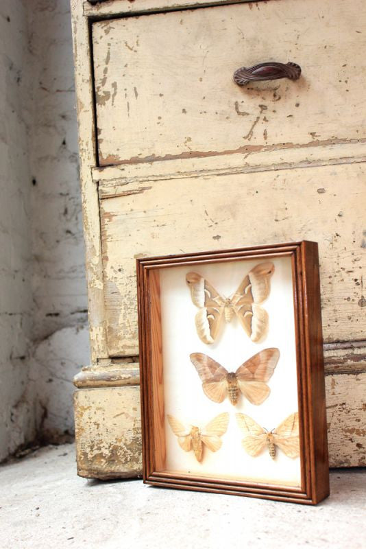 A Fine Mid 20thC Lepidopterist's Shadow Boxed Display of Silk Moths ...