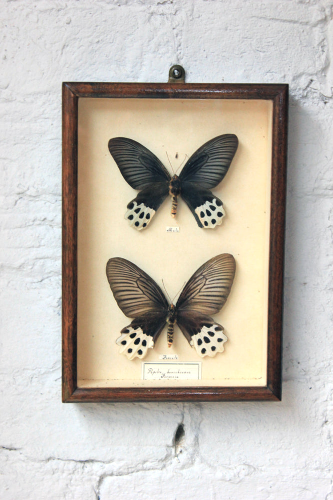 A Mid 20thC Lepidopterist’s Shadow Boxed Display of a Pair of Papilio ...