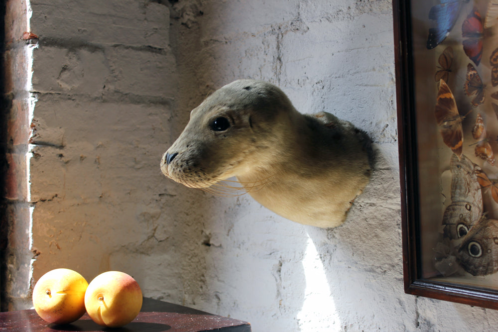 A Rare Mid 20thC Taxidermy Head Mount of a Seal – Doe & Hope