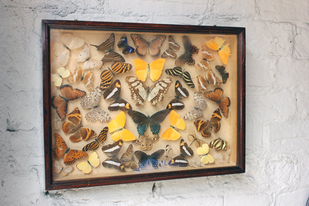 An Attractive c.1900 Mahogany Cased Lepidopterists’ Collection – Doe & Hope