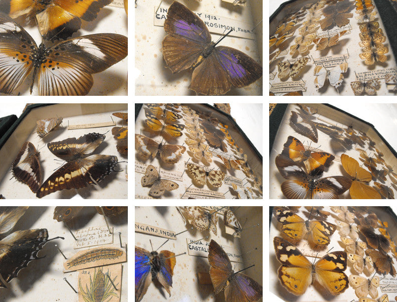 Two Magnificent Early 20th Century Lepidopterist Display Cases – Doe & Hope