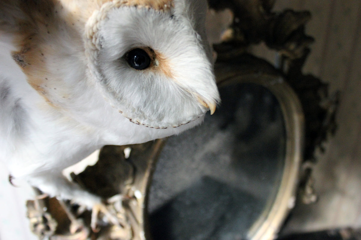 Dusk; Unique – Doe & Hope