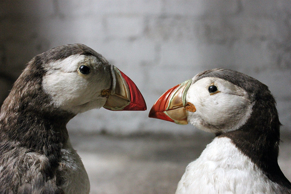 A Delightful Pair of Mid 20thC Taxidermy Atlantic Puffins – Doe & Hope
