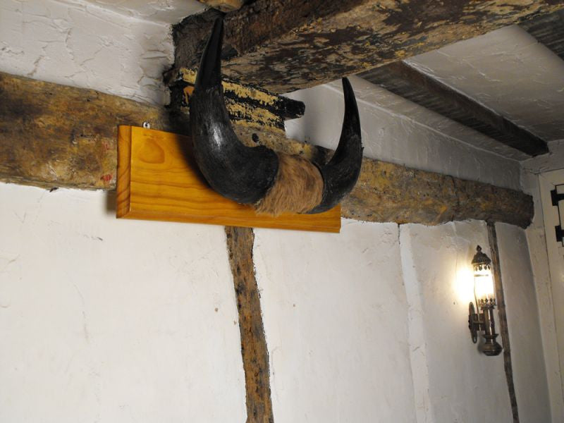 A Good Pair of Taxidermy Mounted American Plains Bison Horns – Doe & Hope