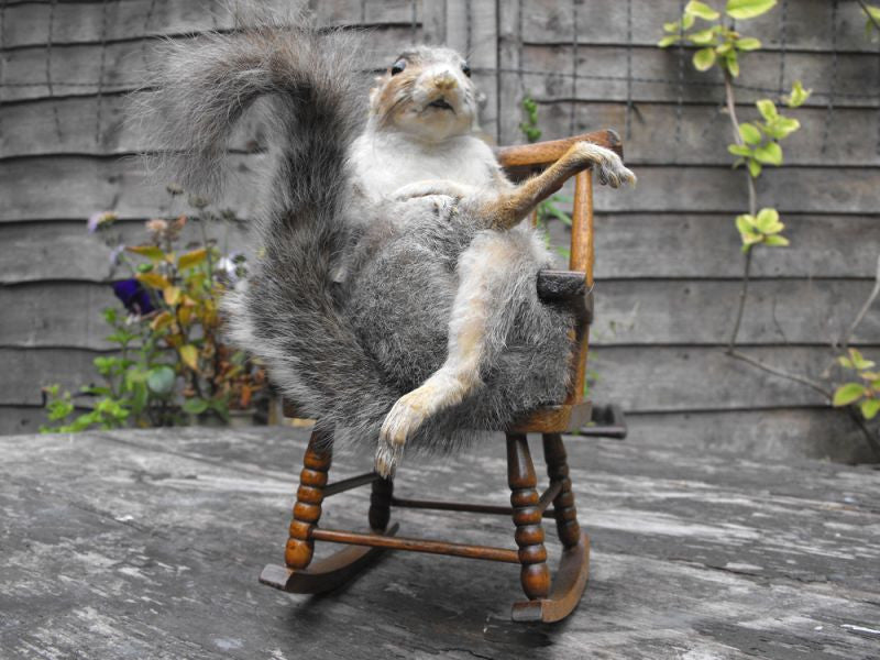 An Amusing Taxidermy Grey Squirrel, Seated in a Rocking Chair – Doe & Hope