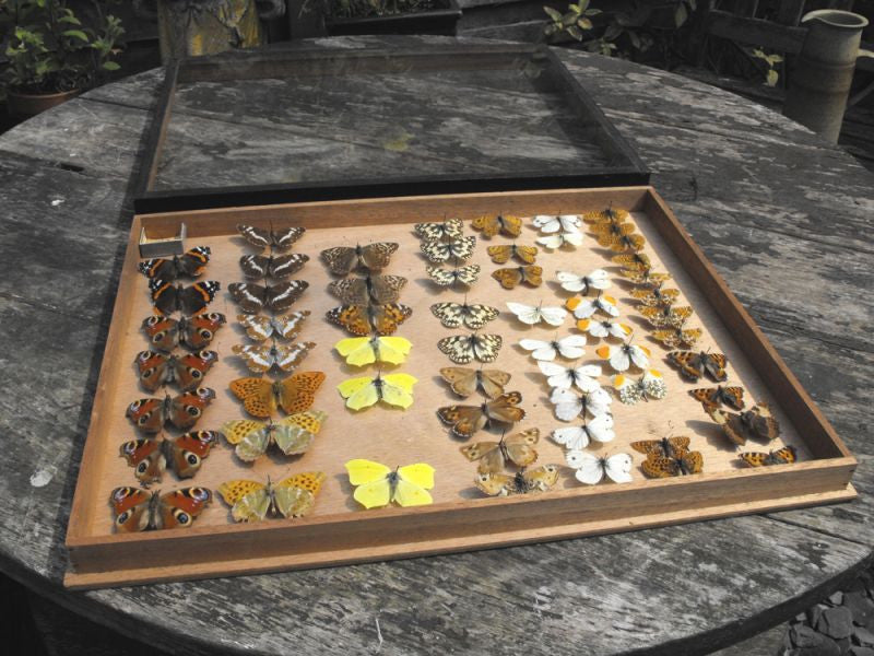 A Fine Early 20th Century Lepidopterist Display Case – Doe & Hope