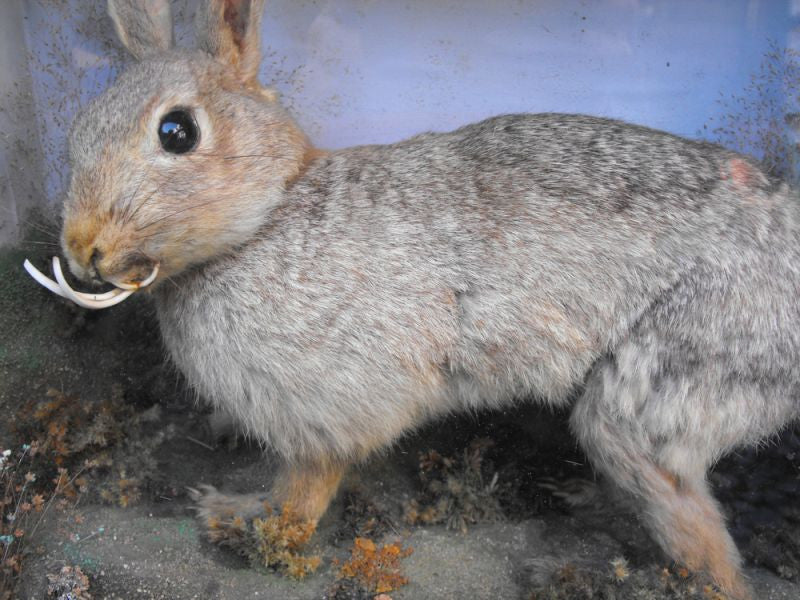 A Salient 19thC Walter Potter Taxidermy Rabbit with Tusks Mounted in a ...