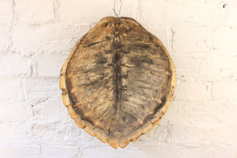 A Fine Early 20thC Antique Loggerhead Turtle Shell – Doe & Hope