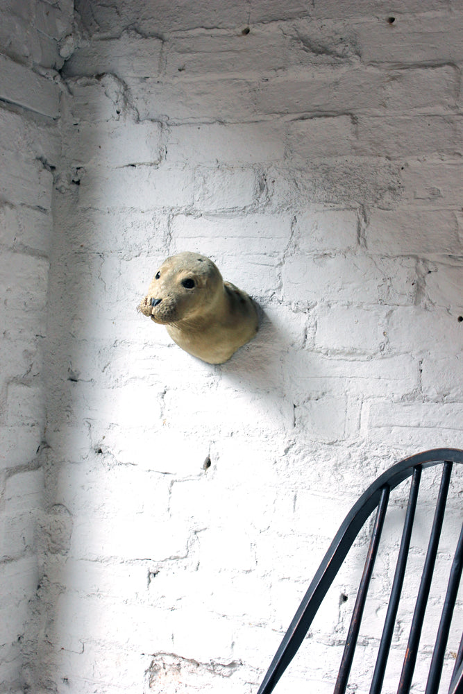 A Rare Mid 20thC Taxidermy Head Mount of a Seal – Doe & Hope