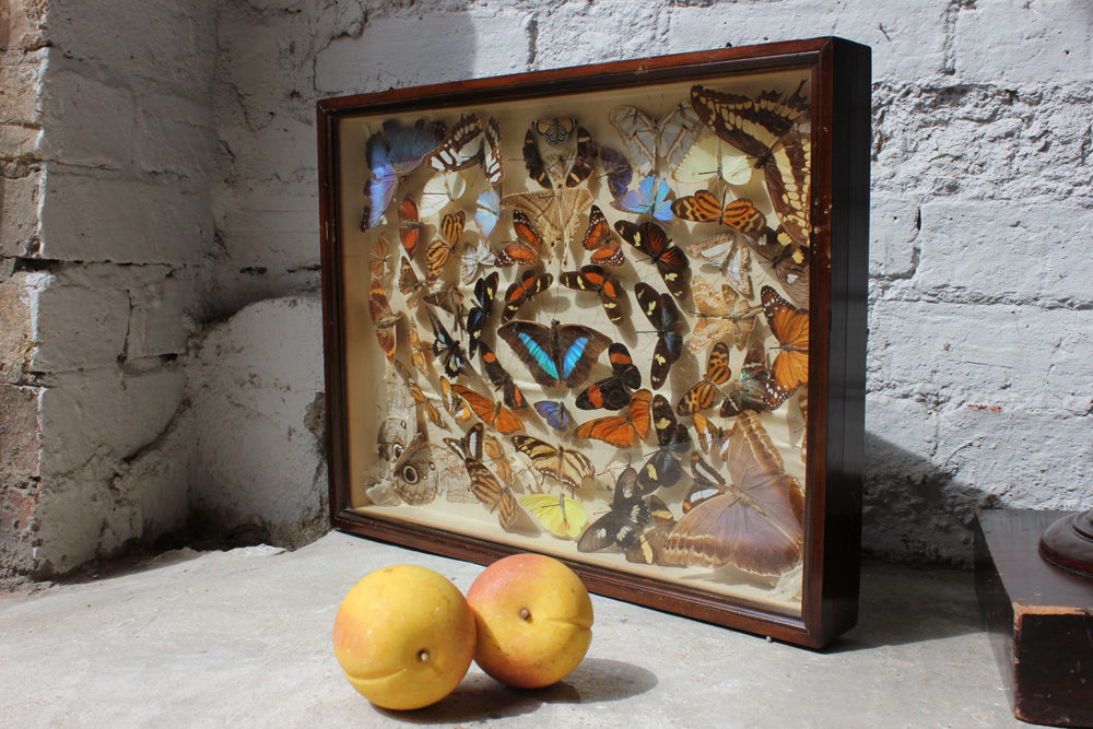 A Decorative c.1900 Mahogany Cased Lepidopterists' Collection – Doe & Hope