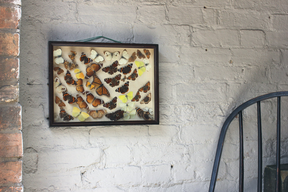 A Beautiful c.1900 Mahogany Cased Lepidopterists’ Collection – Doe & Hope