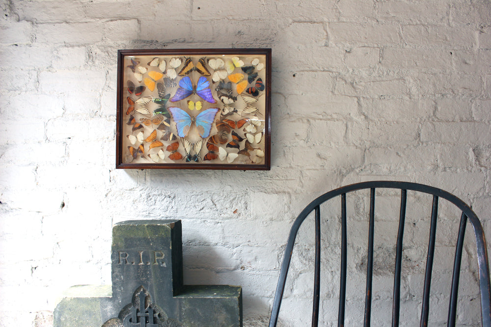 A Pretty c.1900 Mahogany Cased Lepidopterists’ Collection – Doe & Hope